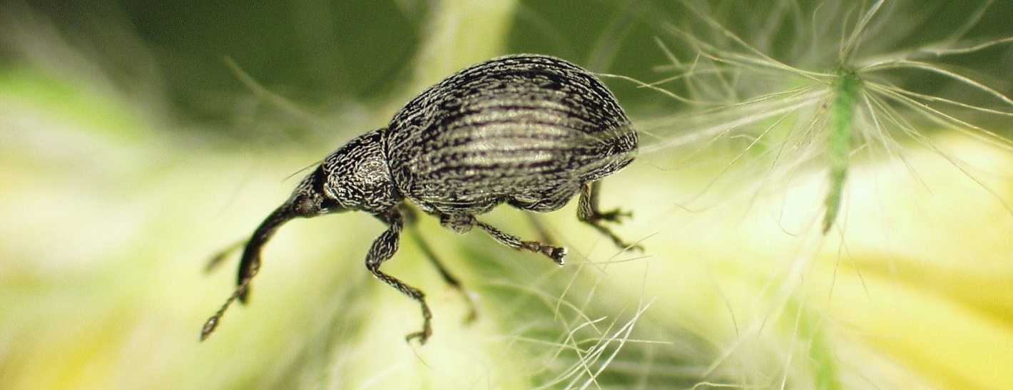 COLEÇÃO DE INSETOS – Universidade da Madeira