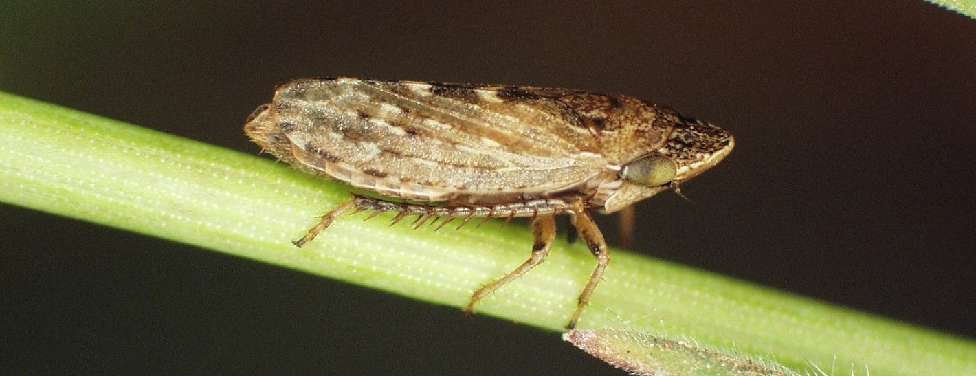 COLEÇÃO DE INSETOS – Universidade da Madeira