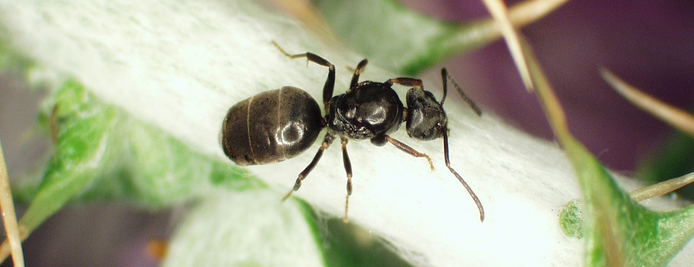 COLEÇÃO DE INSETOS – Universidade da Madeira