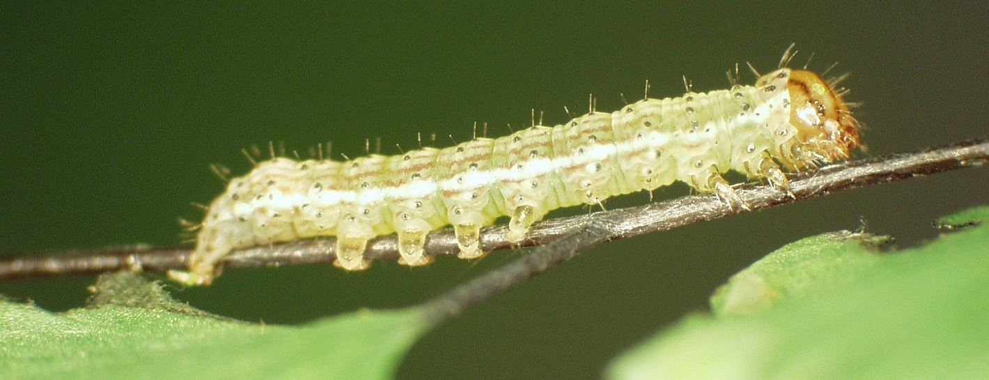 COLEÇÃO DE INSETOS – Universidade da Madeira