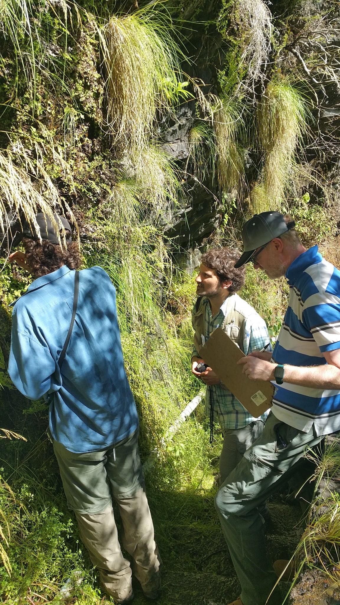 Exploring the biology of Madeiran native spiders – COLEÇÃO DE INSETOS